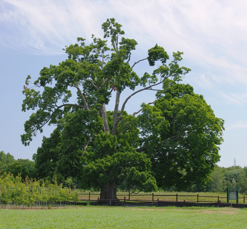 The Comfort Maple - a new season begins - Maple Leaves Forever