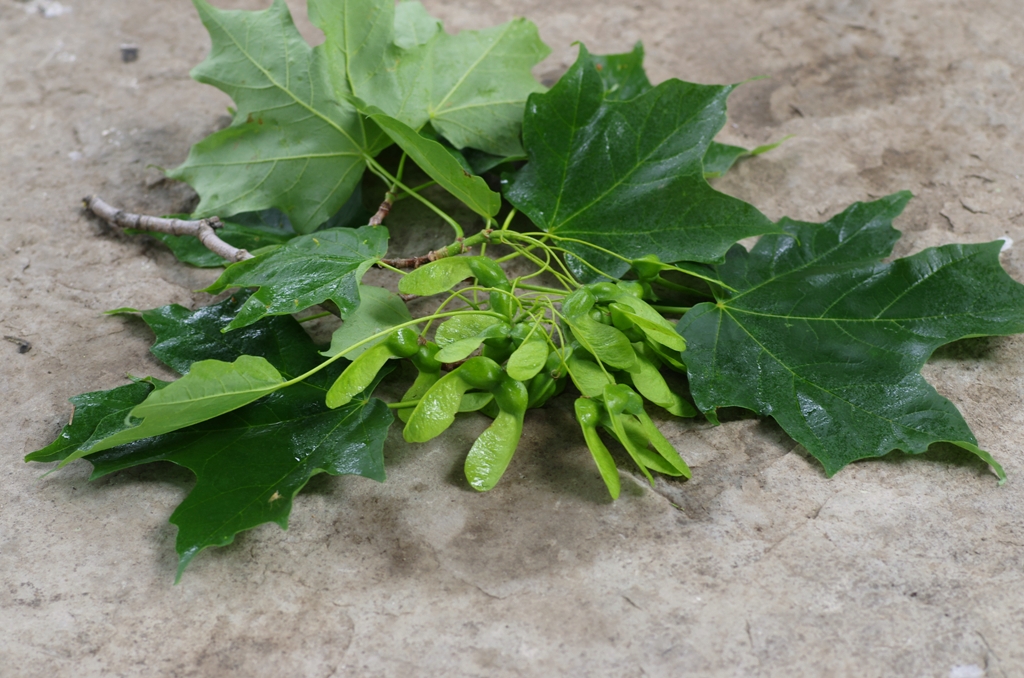 The Comfort Maple – a new season begins – Maple Leaves Forever
