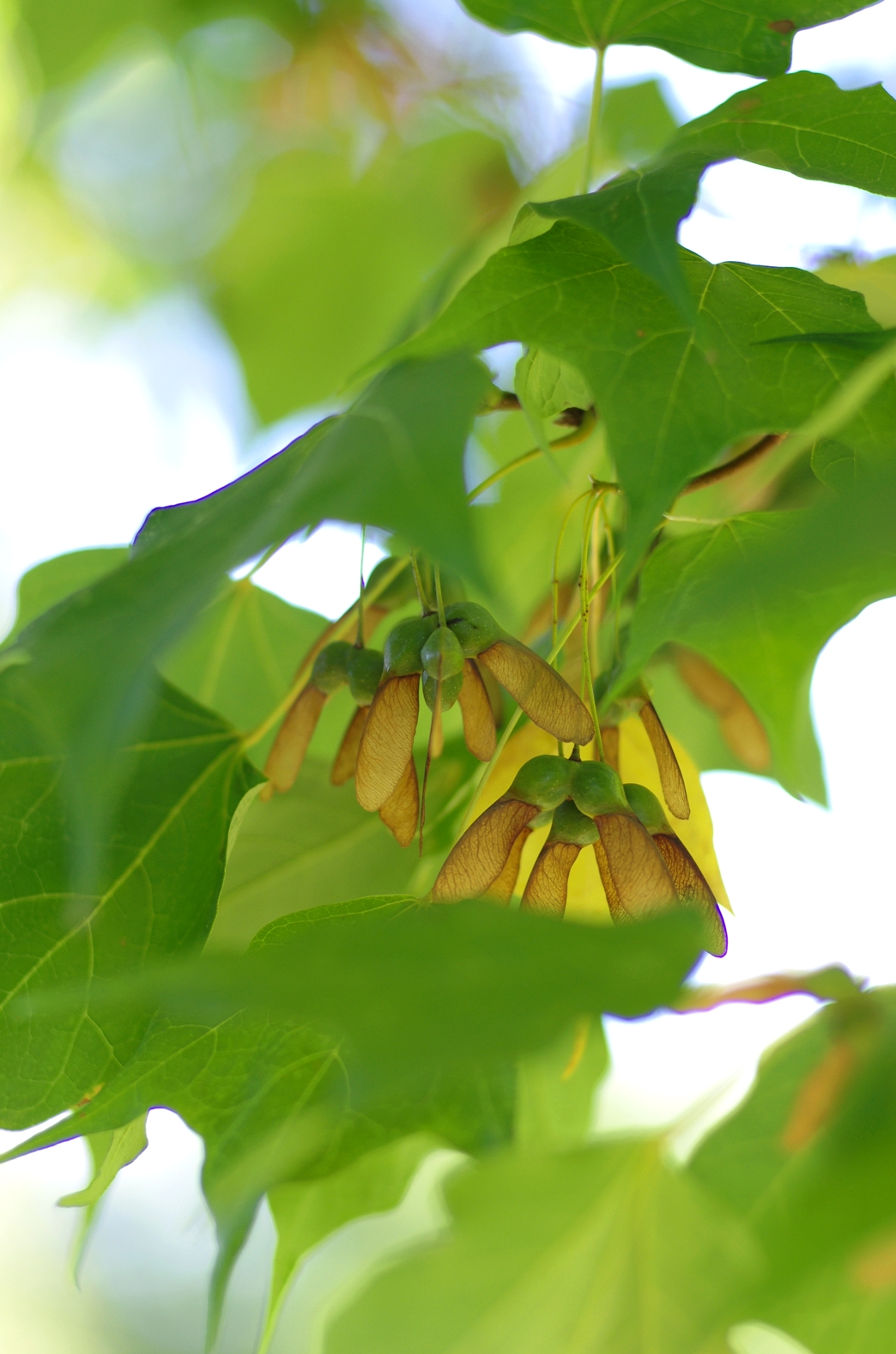 MLF’s Recent Quest for Native Maple Seed – Maple Leaves Forever