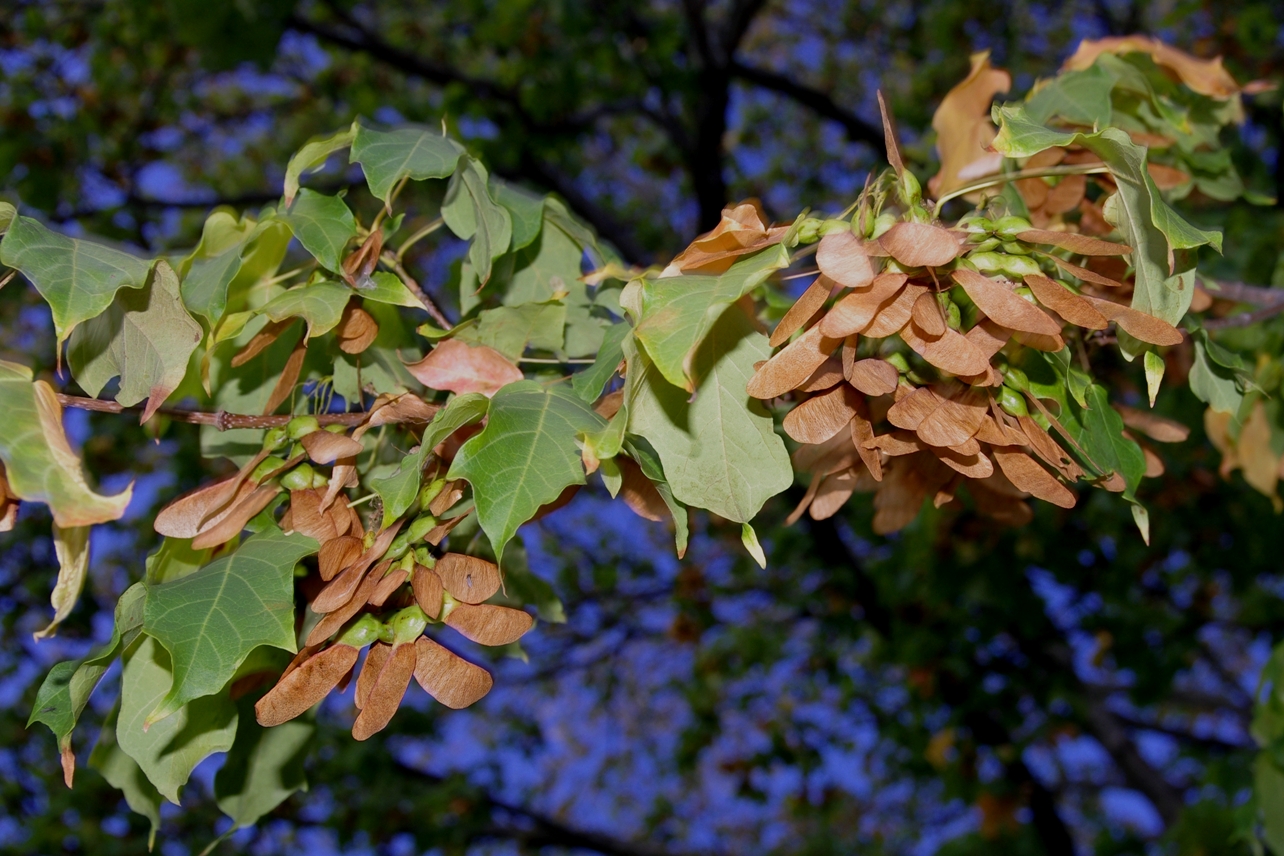 Sugar Maple Tree Seed