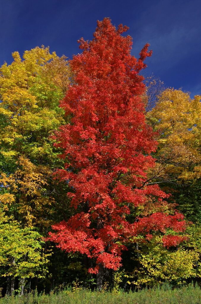 Autumn's Colourful Display - Why do tree leaves change in the fall ...