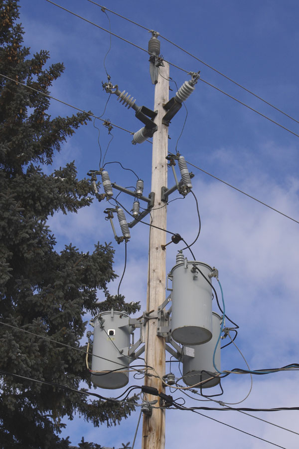 Planting Trees Around Power Lines - Maple Leaves Forever
