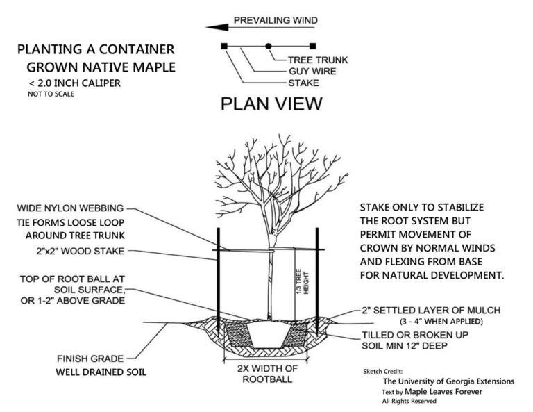 Planting container grown native maples - Maple Leaves Forever