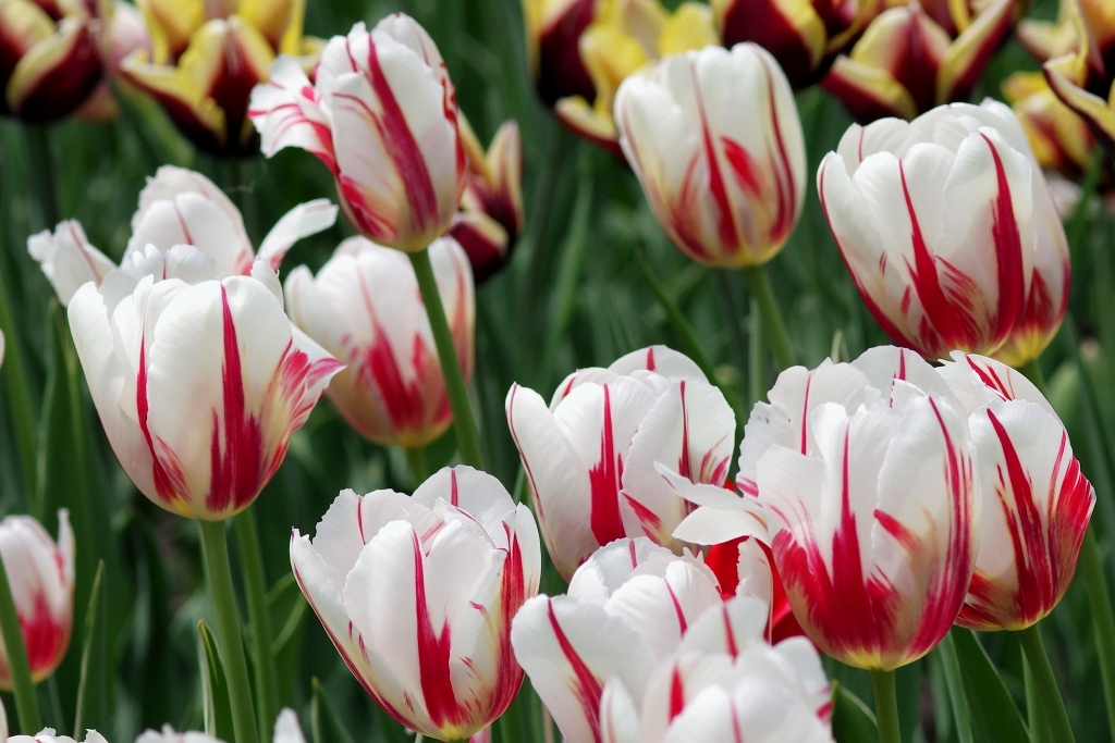 THE CANADA 150 TULIP - Maple Leaves Forever