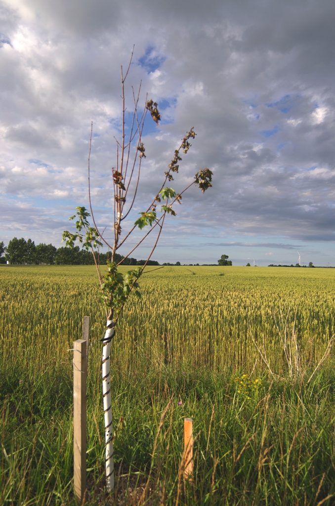 Caring for recently planted trees :: Maple Leaves Forever