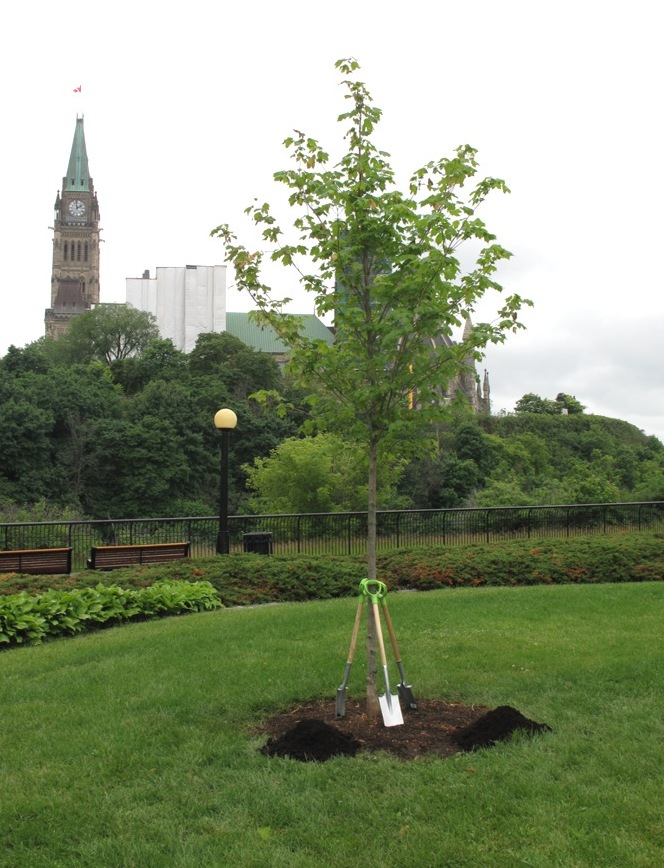 Putting down roots in Major Hill Park - Maple Leaves Forever