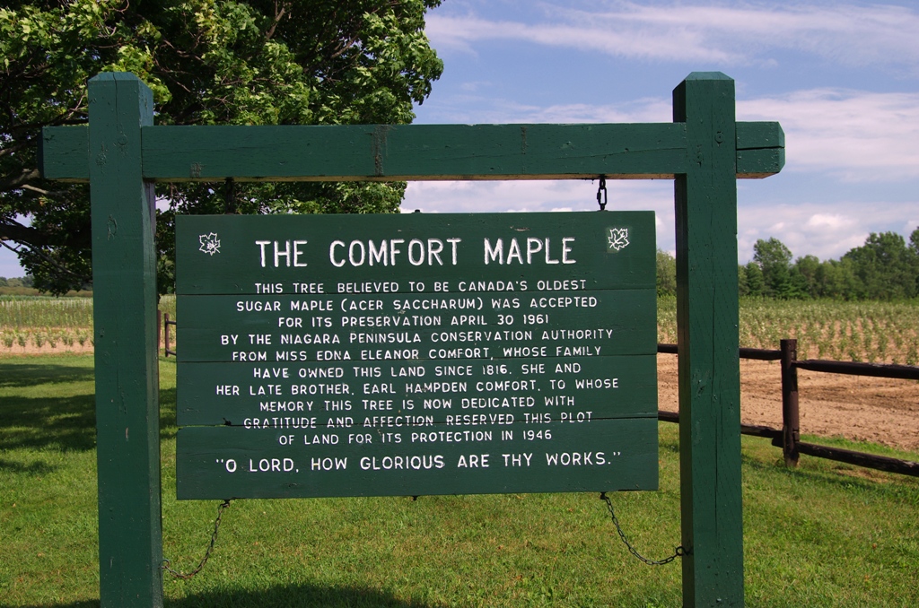 Revisiting the “Comfort Maple” – Maple Leaves Forever