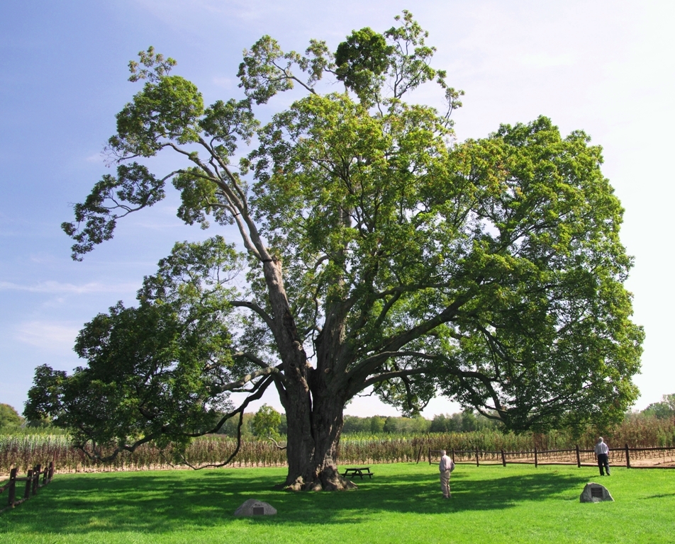 Revisiting the “Comfort Maple” – Maple Leaves Forever