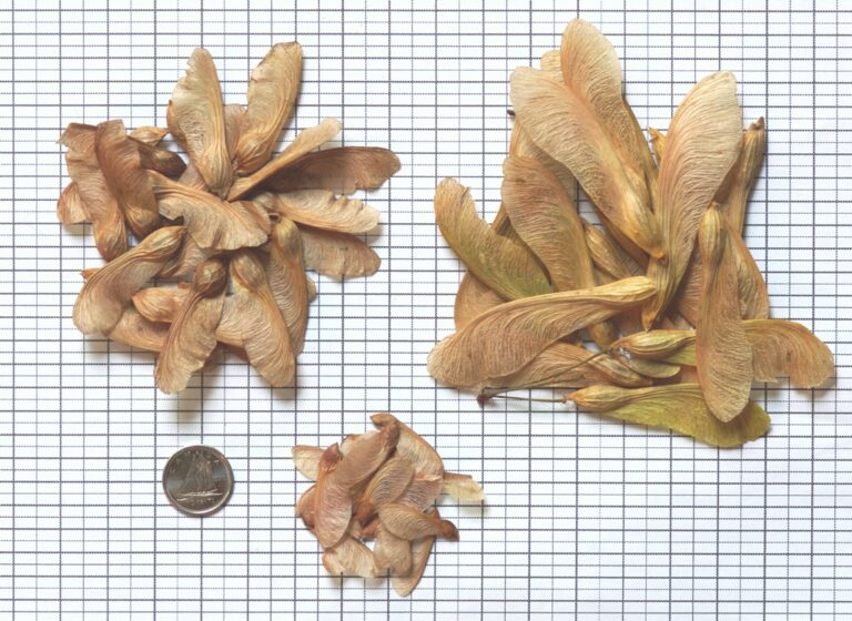 Maple "seed crop" looks strong for 2019! - Maple Leaves Forever