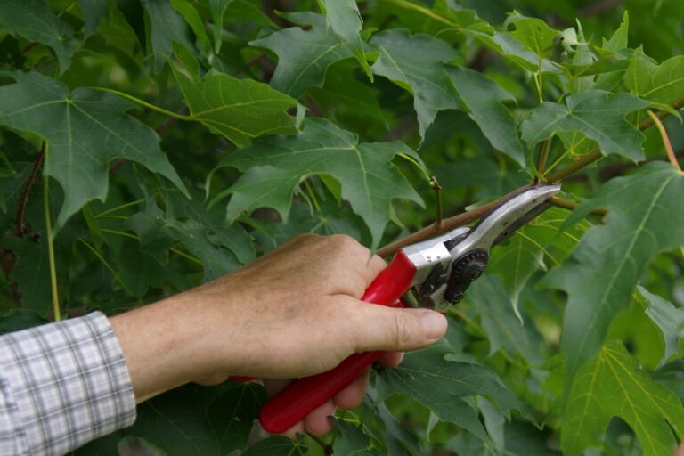 Pruning young sugar maples – Tree care at the Maple Leaves Forever farm ...